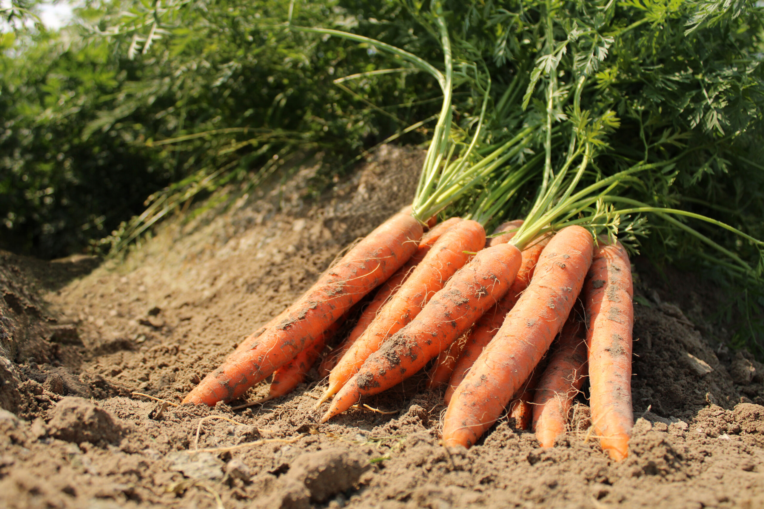 Carrots - Holland Agri Foods - Emmeloord