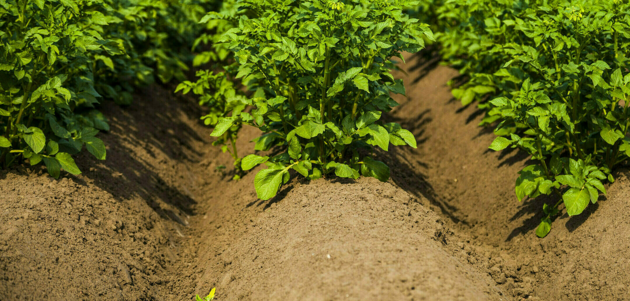 Onions - Holland Agri Foods - Emmeloord